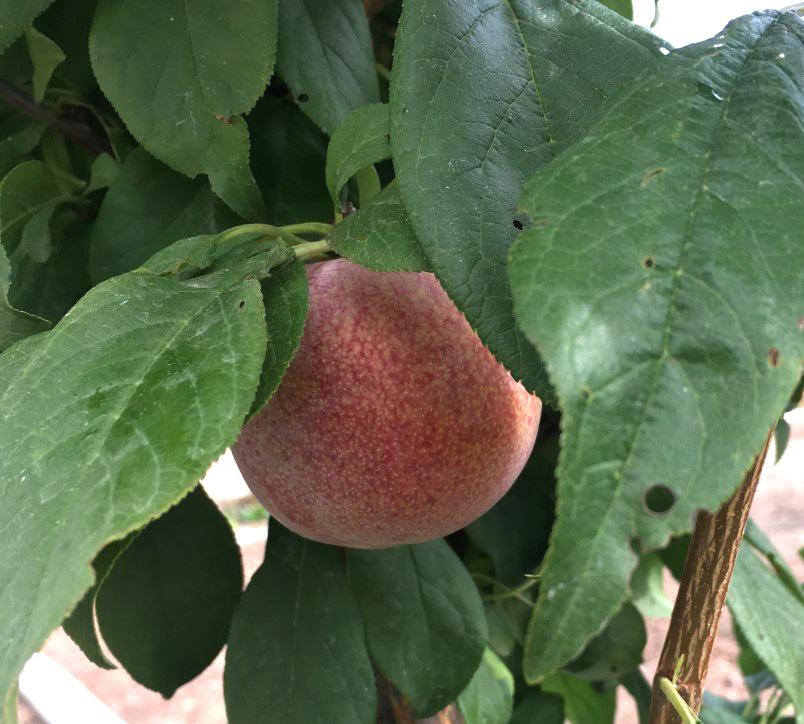 Pluot (Prunus 'Dapple Dandy') - Garden.org