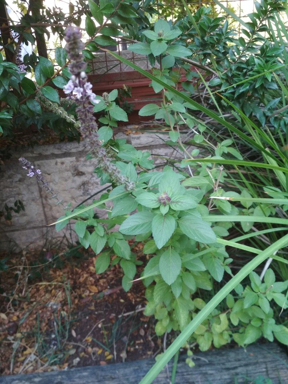 Photo of the entire plant of African Blue Basil (Ocimum 'African Blue ...
