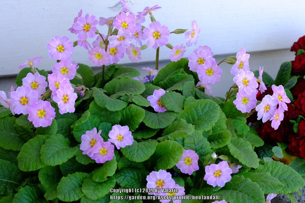 Primrose (Primula Kennedy Irish™ Avondale) in the Primroses Database ...