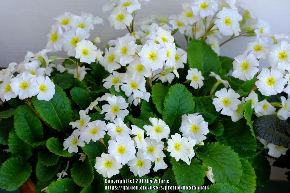 Primrose (Primula Kennedy Irish™ Carrigdale) in the Primroses Database ...