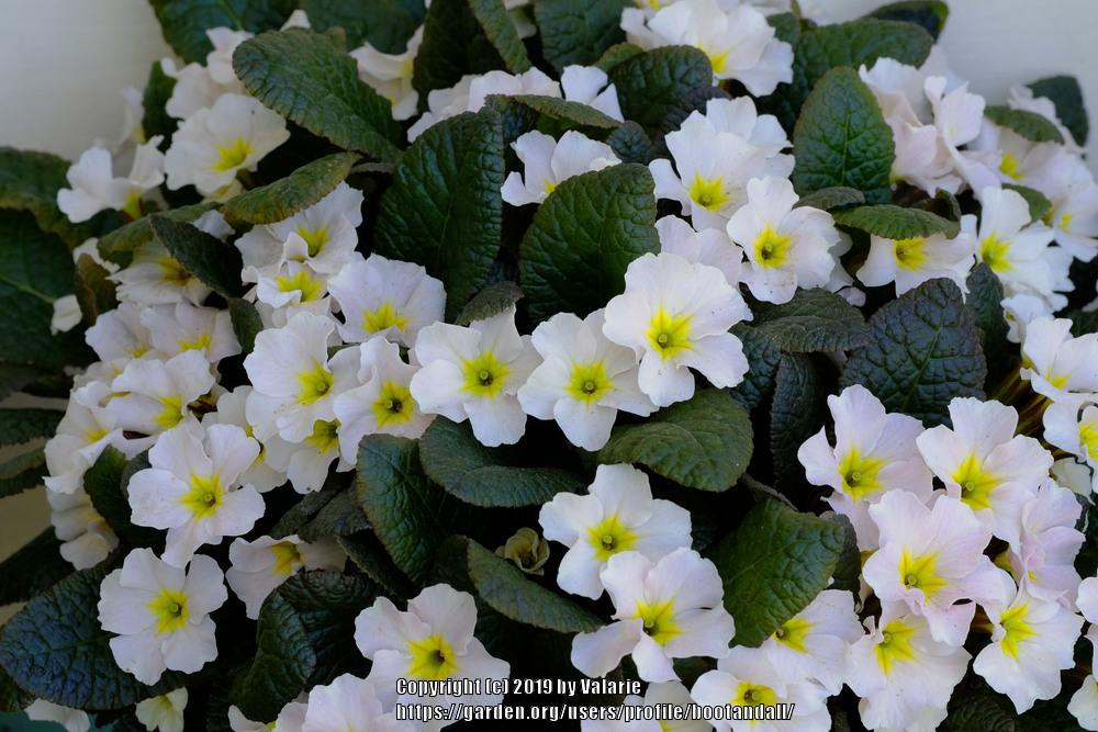 Primrose (Primula vulgaris Kennedy Irish™ Drumcliff) in the Primroses ...