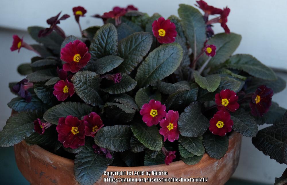 Primrose (Primula vulgaris Kennedy Irish™ Innisfree) in the Primroses ...