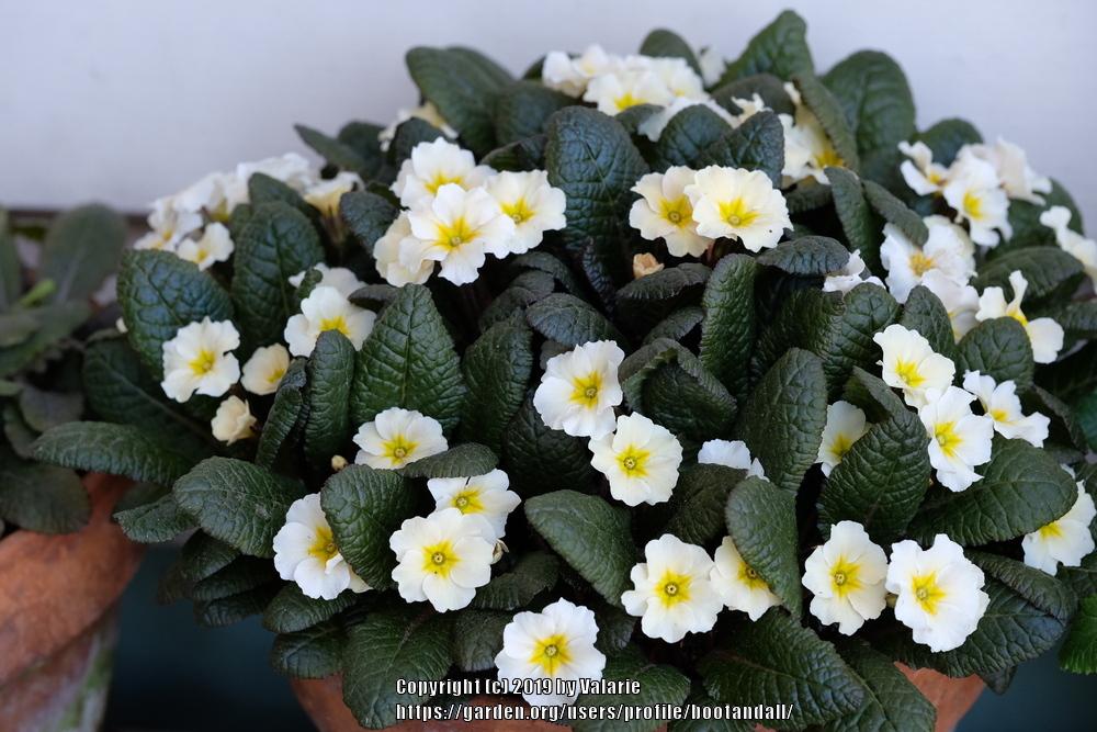 Primrose (Primula Kennedy Irish™ Dunbeg) in the Primroses Database ...