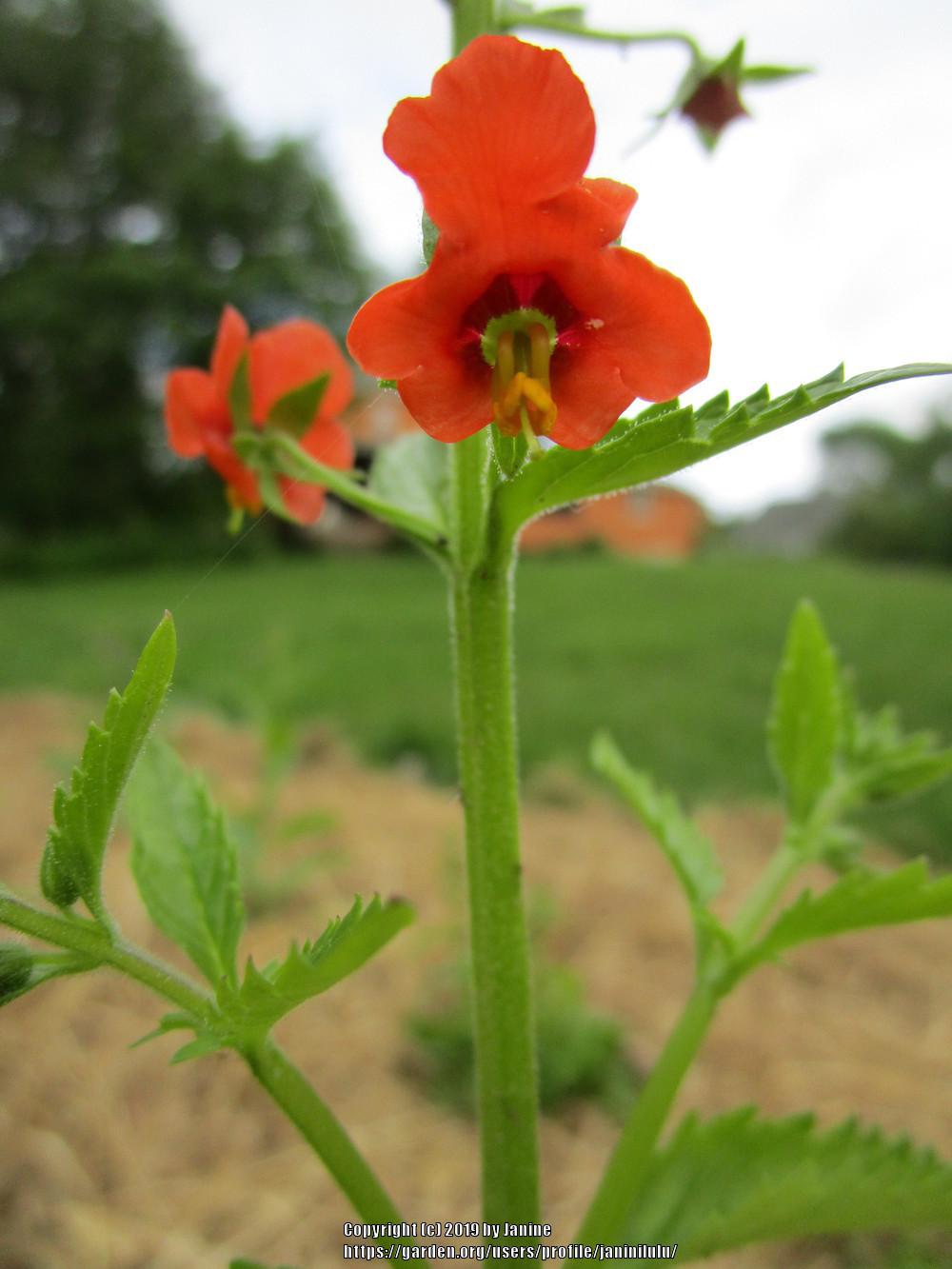 Mask Flower (Alonsoa meridionalis 'Rebel') - Garden.org