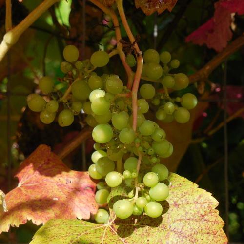 California Grape (Vitis californica 'Roger's Red') in the Grapes ...