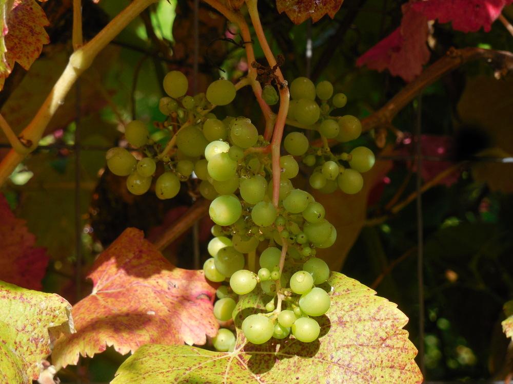 California Grape (Vitis californica 'Roger's Red') in the Grapes ...
