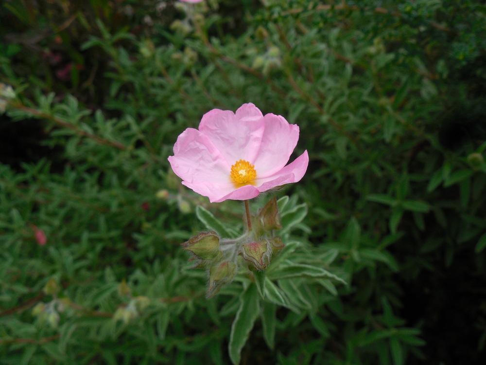 Rockroses: Plant Care and Collection of Varieties - Garden.org