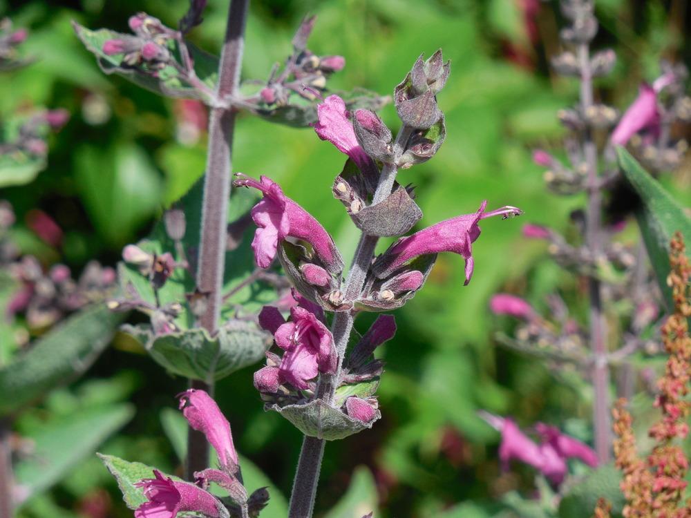Baja Pitcher Sage (Lepechinia hastata) - Garden.org