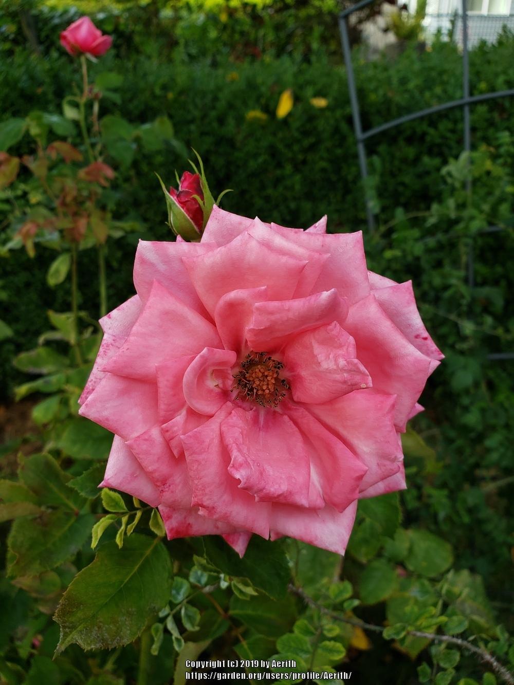 Rose (Rosa 'Gene Boerner') in the Roses Database - Garden.org