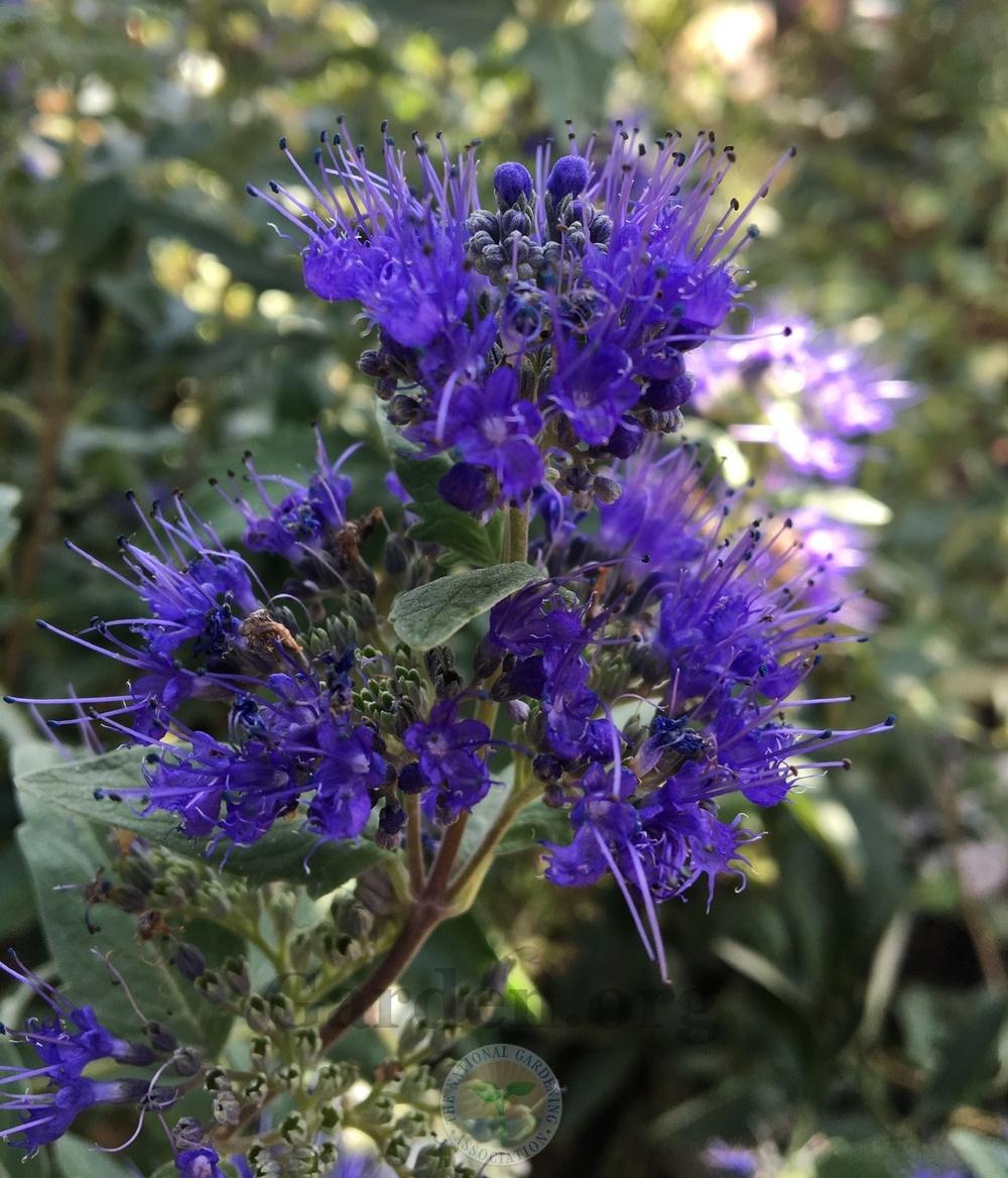 Bluebeards: Plant Care and Collection of Varieties - Garden.org