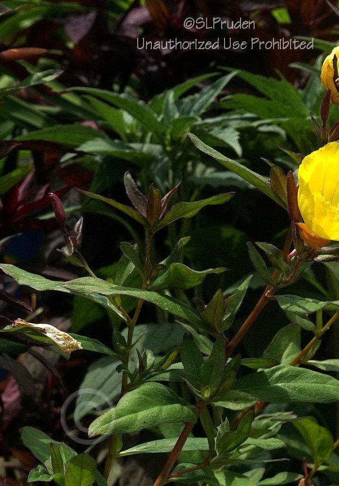 Photo of the leaves of Sundrops (Oenothera tetragona 'Fireworks ...