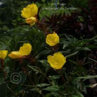 Photo of the bloom of Sundrops (Oenothera tetragona 'Fireworks') posted ...