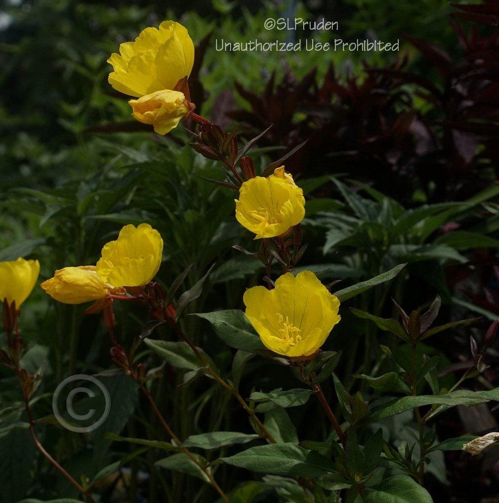 Photo of the bloom of Sundrops (Oenothera tetragona 'Fireworks') posted ...