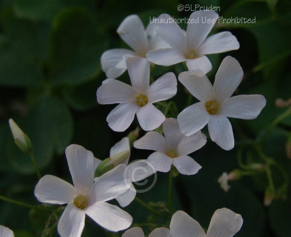 White Oxalis (Oxalis articulata subsp. articulata 'Alba') in the Wood ...