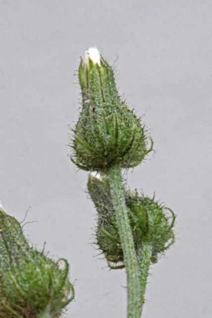 Photo of the seed pods or heads of Smooth Hawksbeard (Crepis capillaris ...