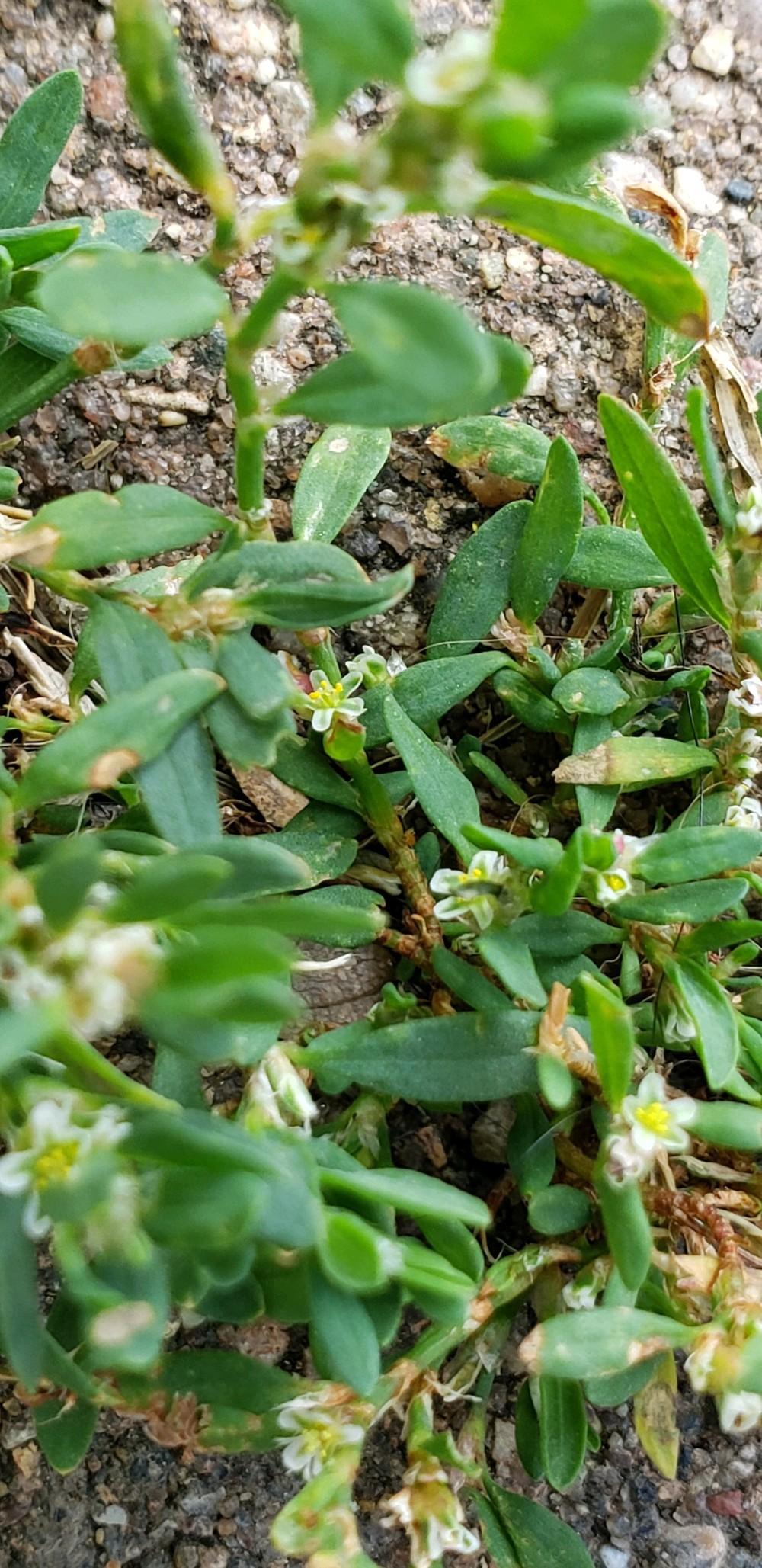 Identify a wild ground cover in the Plant ID forum - Garden.org