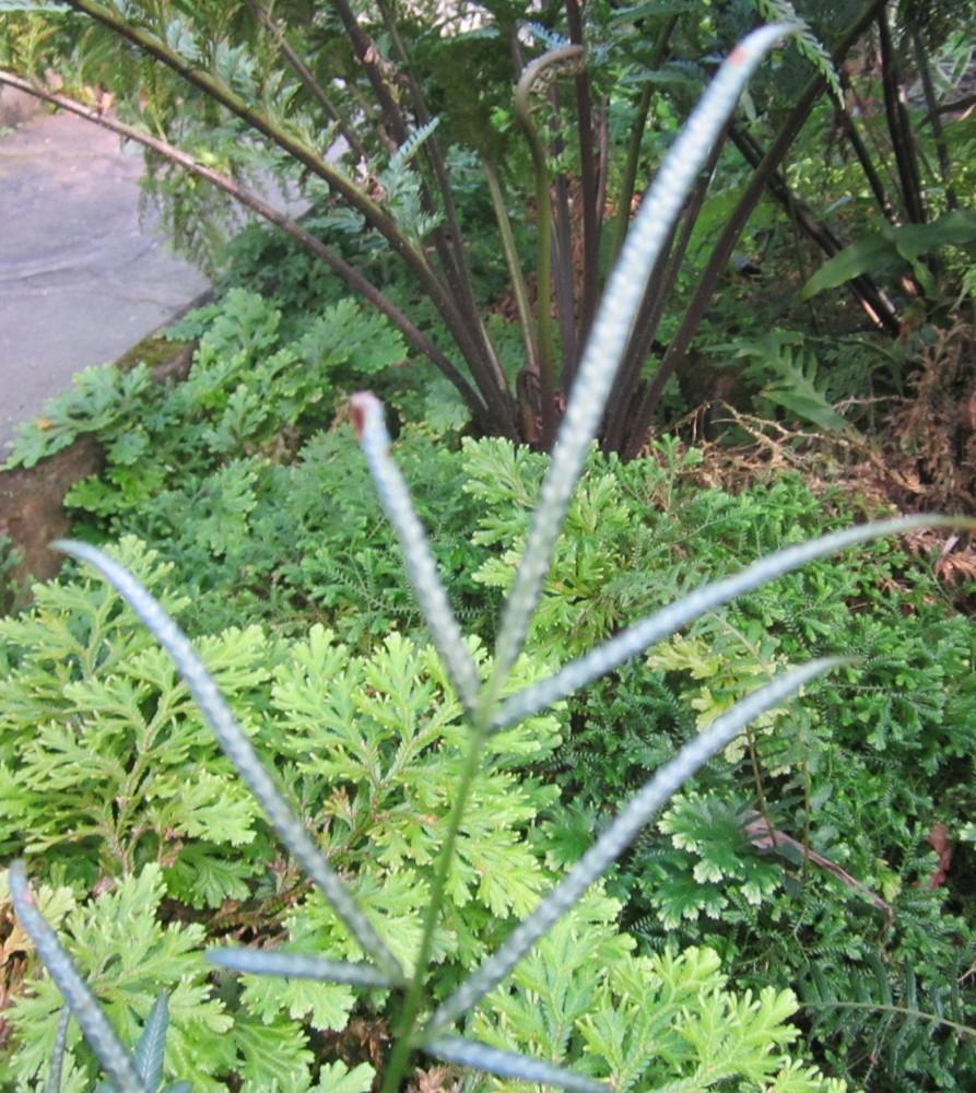 Tender Brake (Pteris tremula) - Garden.org