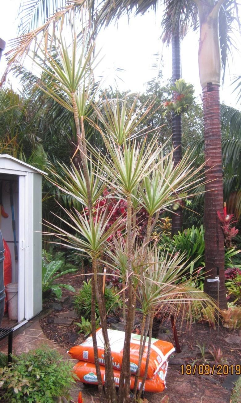 Photo of the entire plant of Dragon Tree (Dracaena reflexa var ...