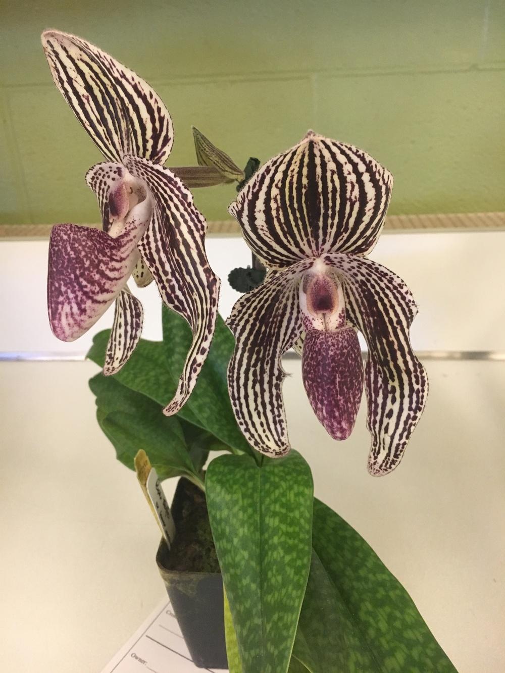 Photo of the bloom of Orchid (Paphiopedilum Rolfei) posted by BigBill ...