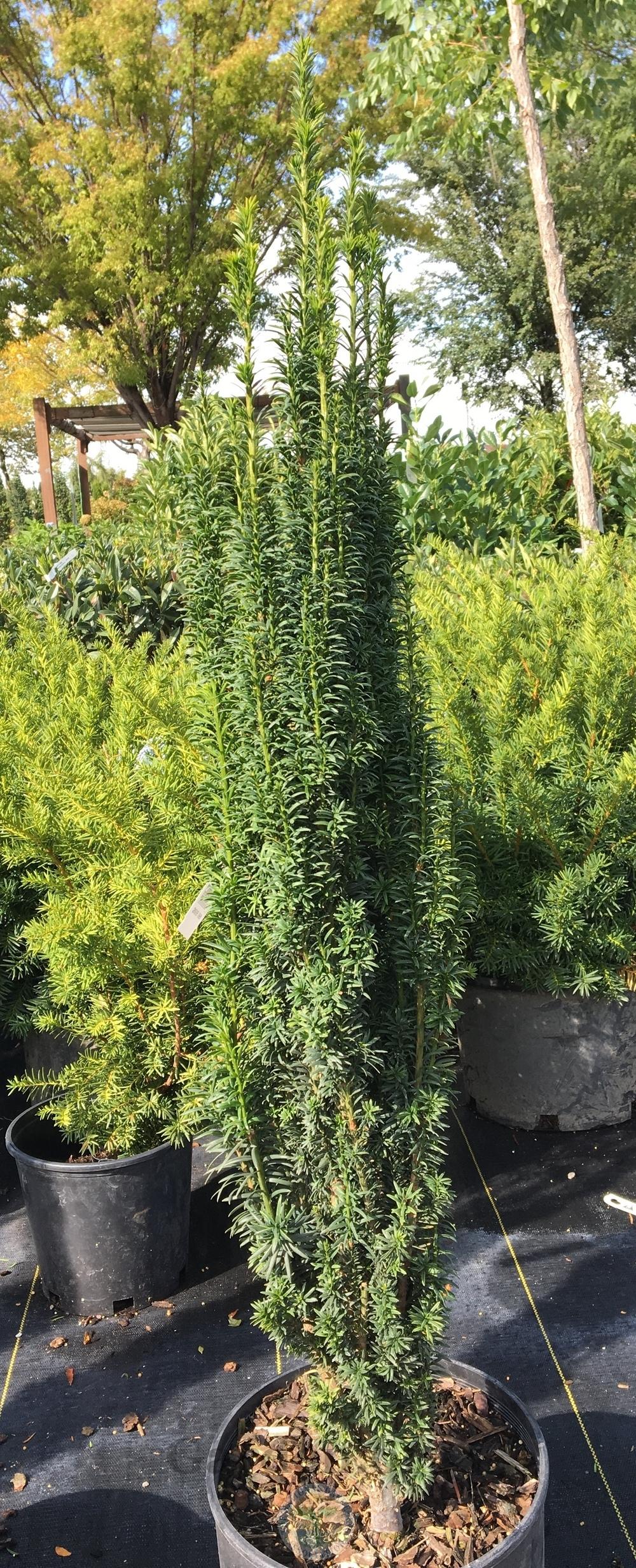 English Yew (Taxus baccata 'Fastigiata Micro') - Garden.org