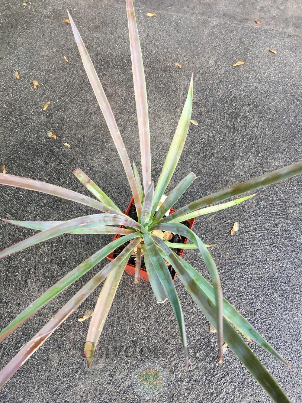 De Smet's Yucca (Yucca de-smetiana 'Magenta Magic') - Garden.org