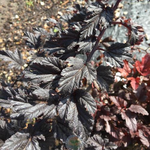 Eastern Ninebark (Physocarpus opulifolius Summer Wine® Black) in the ...