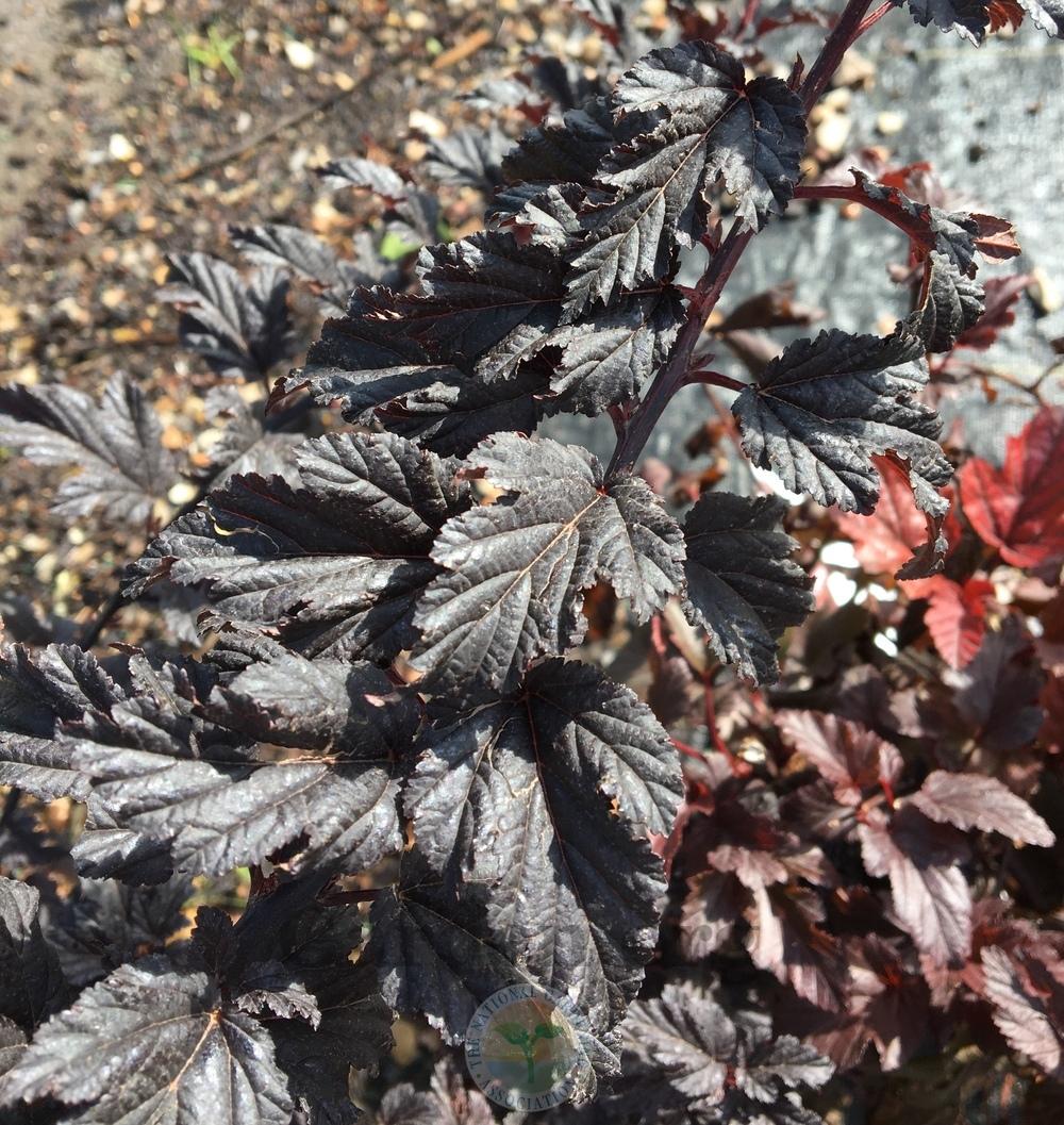 Eastern Ninebark (Physocarpus opulifolius Summer Wine® Black) in the ...