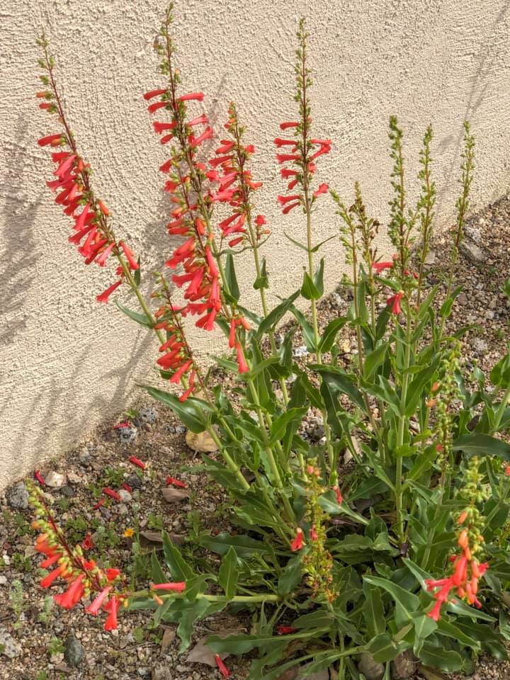 Photo of the entire plant of Firecracker Penstemon (Penstemon eatonii ...