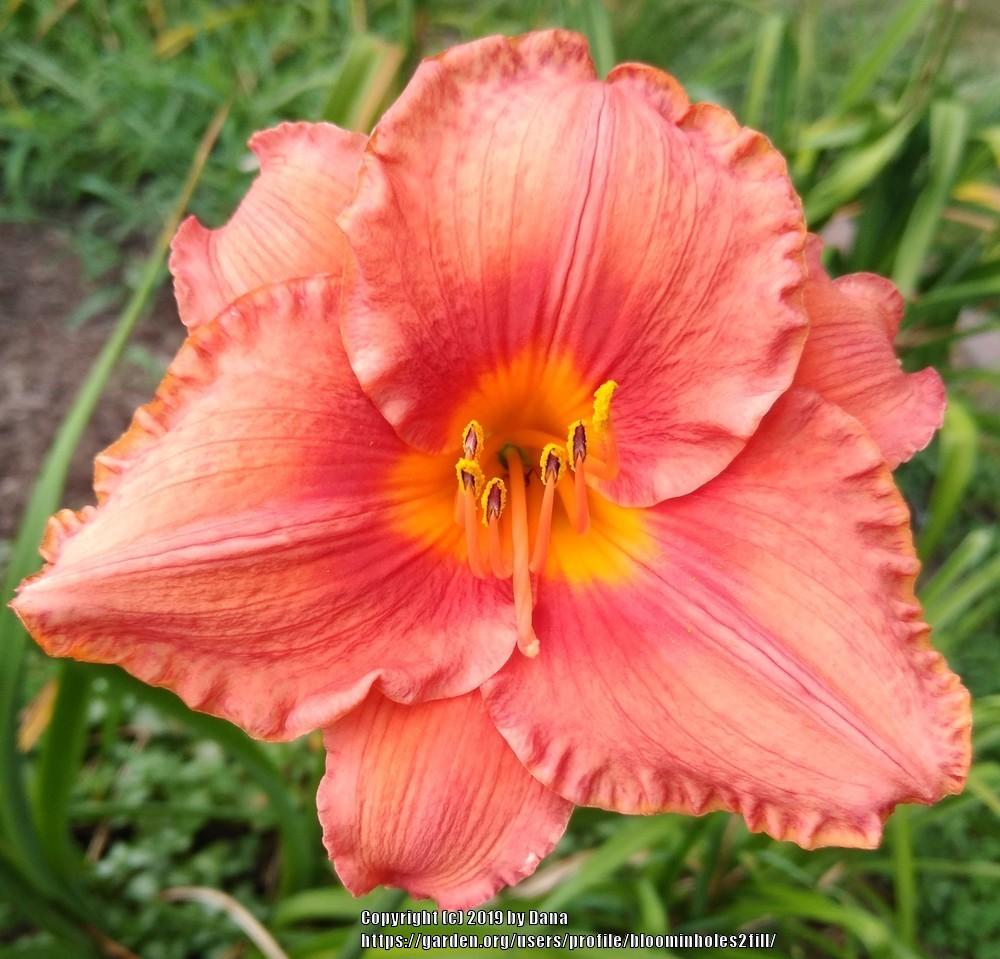 Photo of the bloom of Daylily (Hemerocallis 'Coral Majority') posted by bloominholes2fill ...