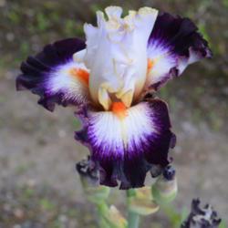 Photo of the bloom of Tall Bearded Iris (Iris 'King's Reign') posted by ...