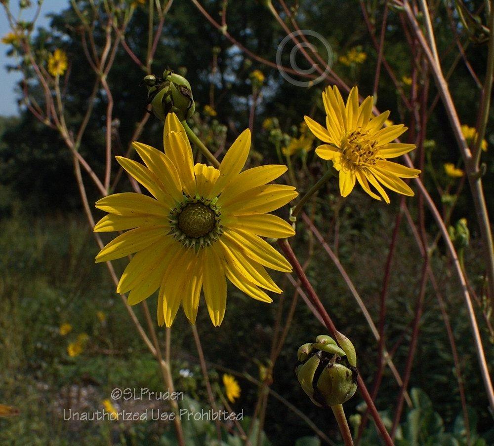 Silphiums: Plant Care and Collection of Varieties - Garden.org