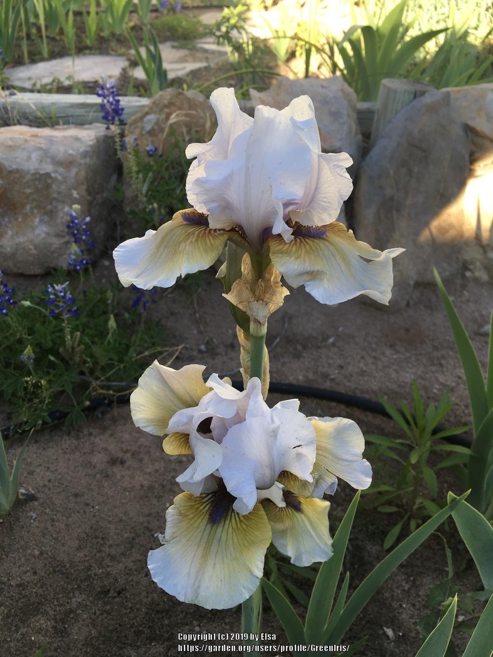 Photo of the bloom of Tall Bearded Iris (Iris 'Blackbeard's Daughter ...