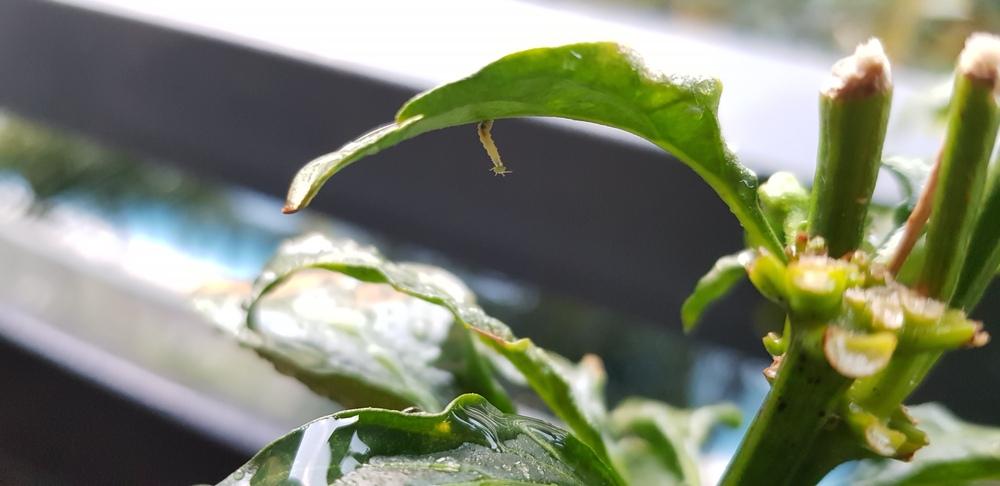 Are these grubs eating my plant or eating the aphids? in the Ask a ...