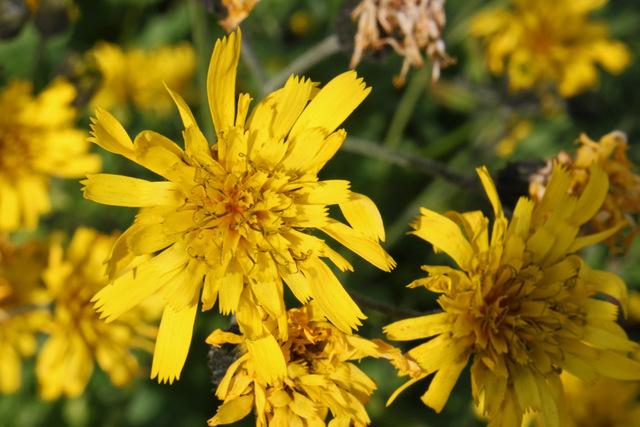 Marsh Hawksbeard (Crepis paludosa) - Garden.org
