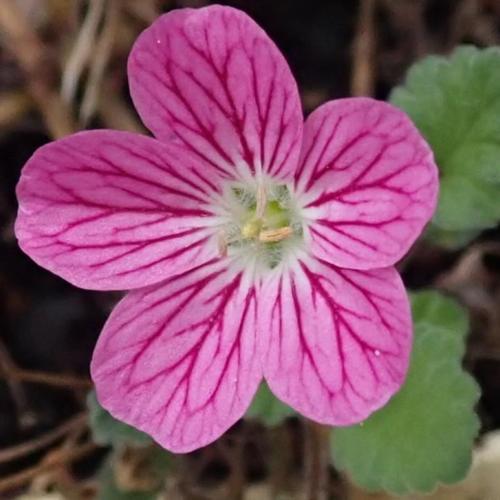 Alpine Geranium (Erodium reichardii 'Charm') in the Erodiums Database ...
