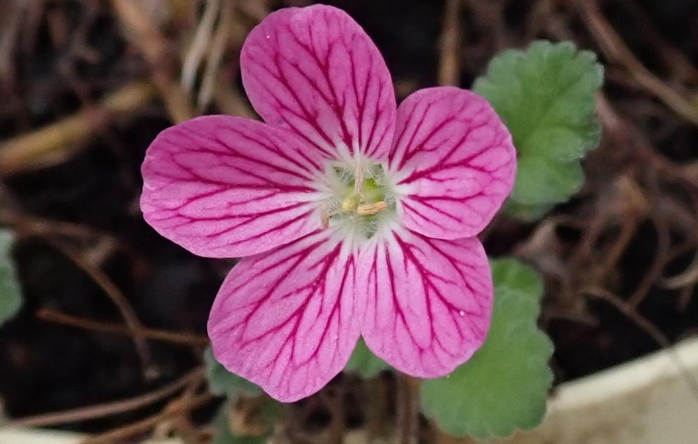 Alpine Geranium (Erodium reichardii 'Charm') in the Erodiums Database ...