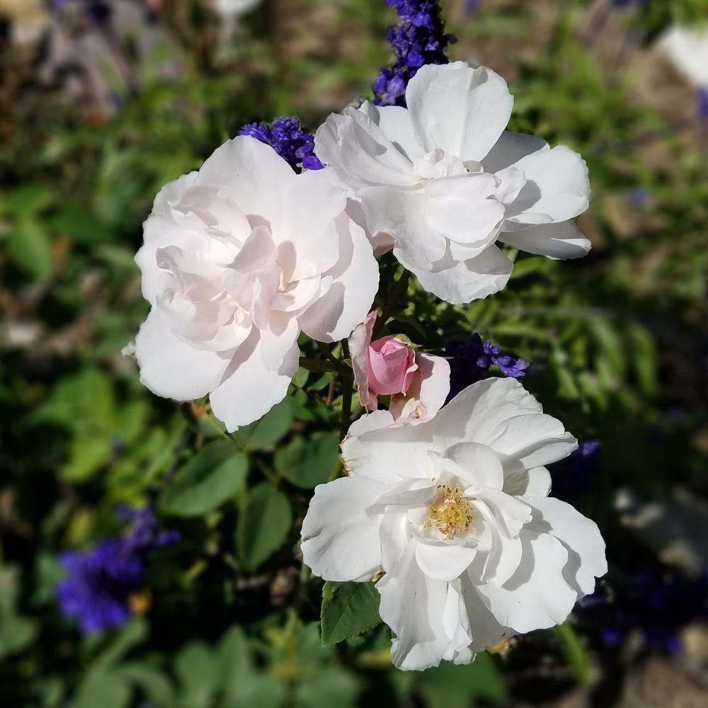 Rose (Rosa 'Souvenir de St. Anne's') in the Roses Database - Garden.org