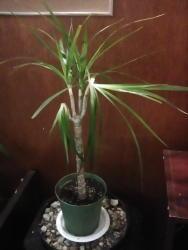 Dragon Tree leaves drooping in the Ask a Question forum - Garden.org