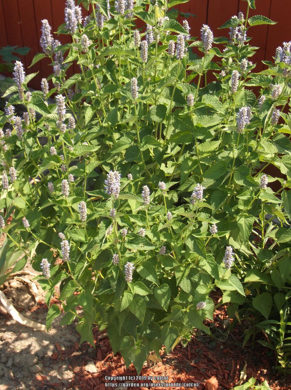 colcol's Plant List - Garden.org