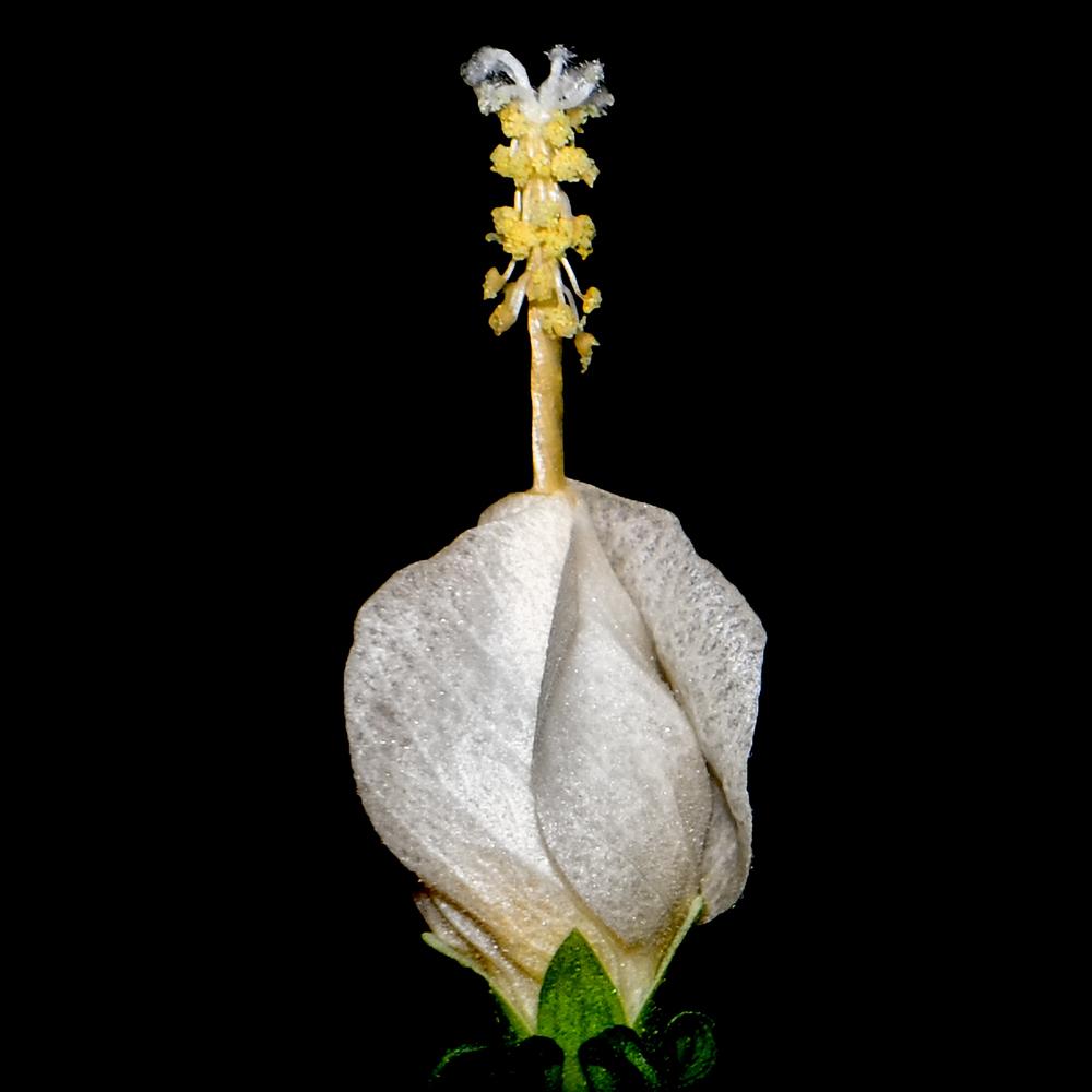 Photo of the bloom of Turk's Cap (Malvaviscus arboreus var. drummondii 'White Lightning') posted ...