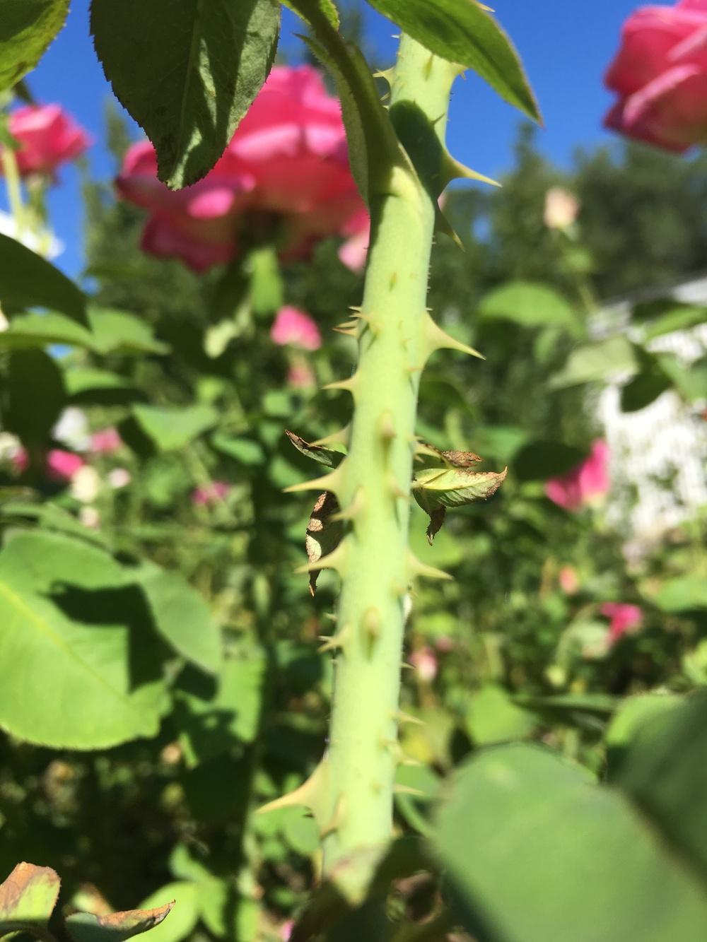 Time to Show Us Your Thorns! in the Roses forum - Garden.org