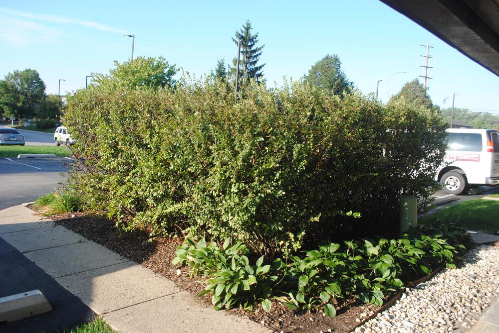 Photo of the entire plant of Hedge Cotoneaster (Cotoneaster acutifolius ...