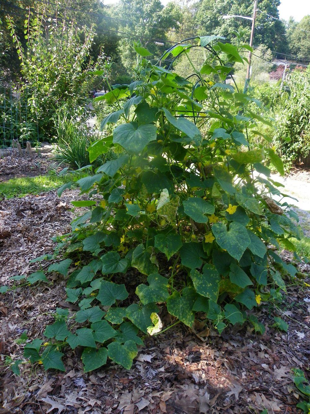 Cucumbers, cucumbers and cucumbers. Let's talk about cucumbers. in the ...