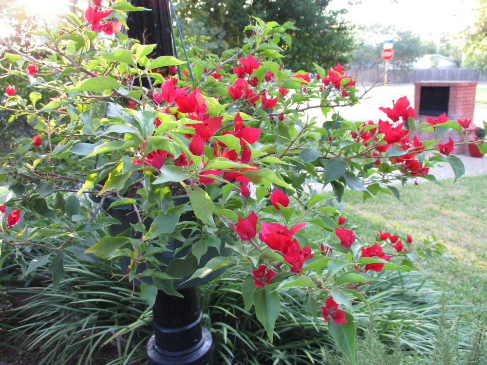 Bougainvilleas: Plant Care and Collection of Varieties - Garden.org