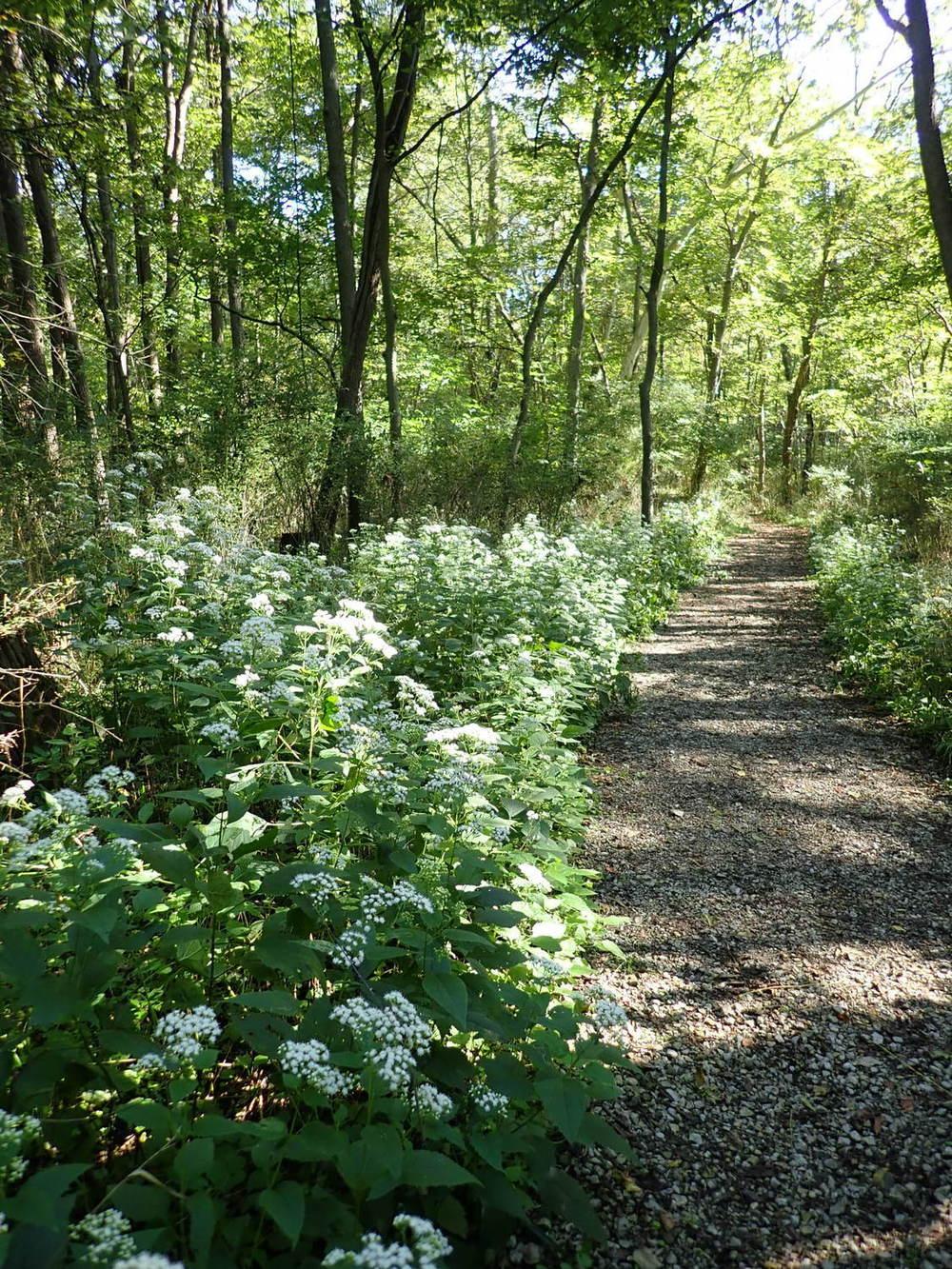 White Snakeroot (Ageratina altissima) - Garden.org