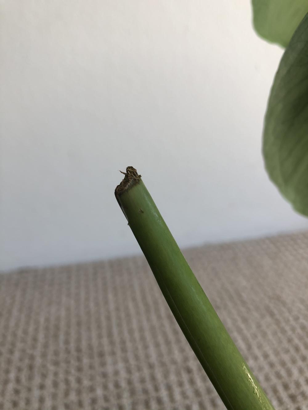 Monstera leaf cut off, will it produce another? in the Ask a Question ...