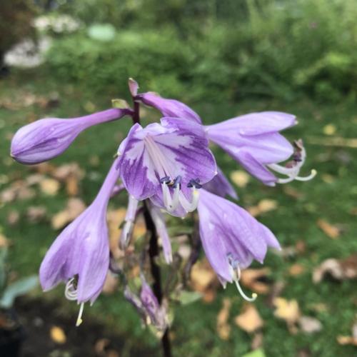 Hosta 'Lemon Snap' in the Hostas Database - Garden.org