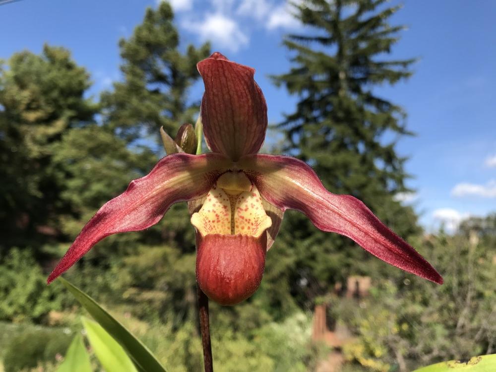 Orchid (Phragmipedium Sorcerer's Fire) - Garden.org