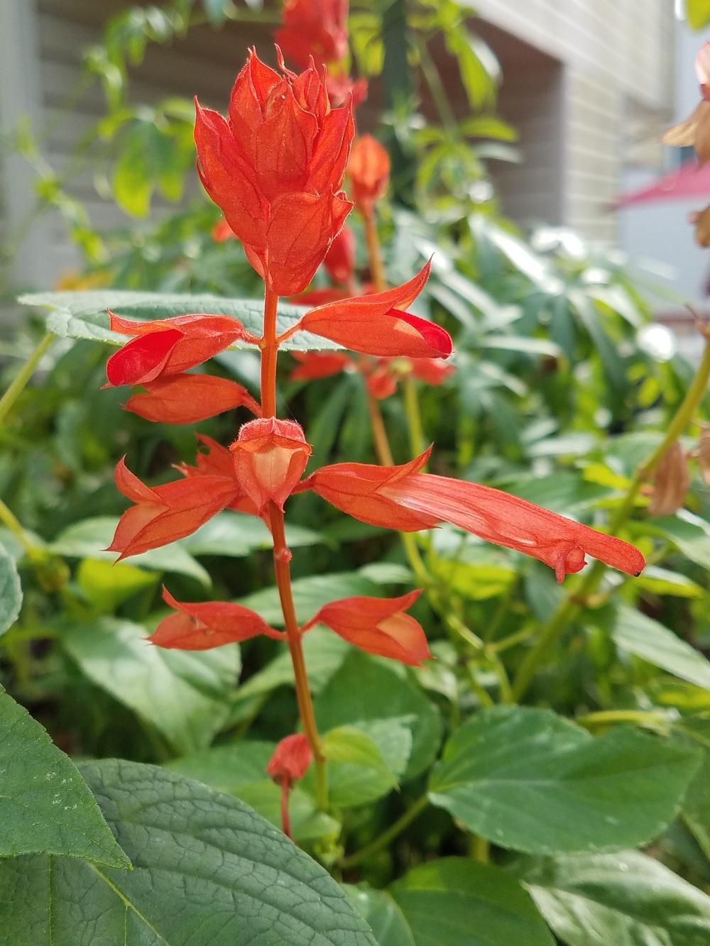 Salvia (Salvia splendens 'Lighthouse Red') in the Salvias Database ...