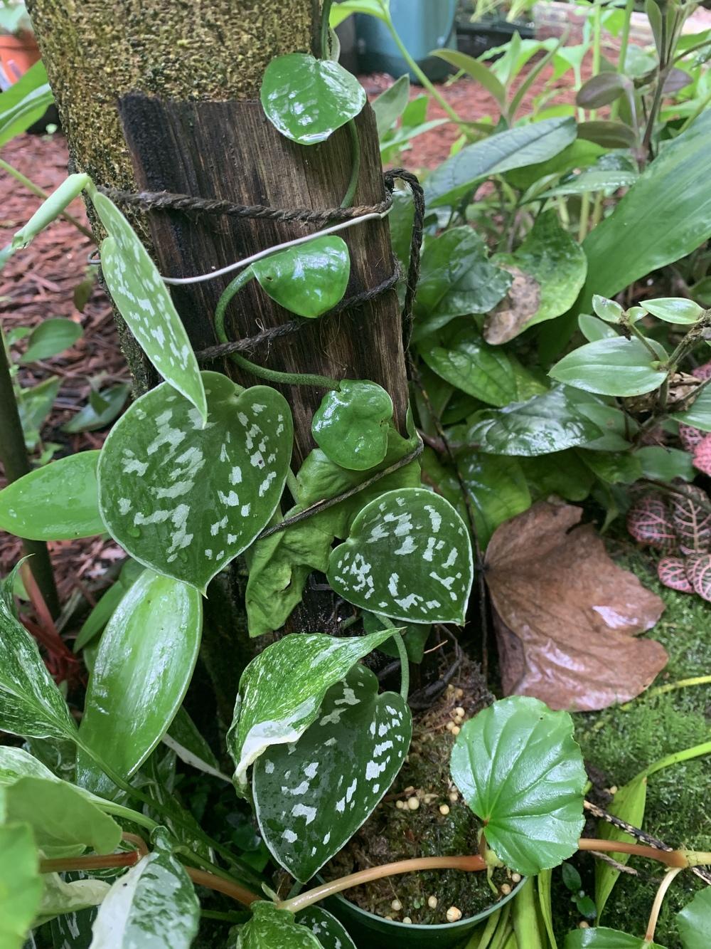 What exactly is variegation? in the Variegated Foliage forum - Garden.org